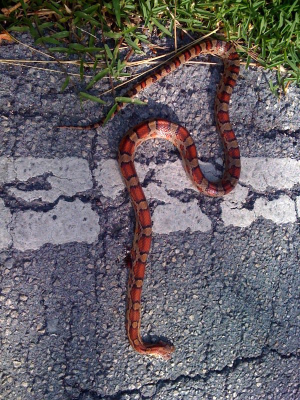 Dangerous Ba’ Devil Snake found on West Bay Street…Foreign invasion to ...