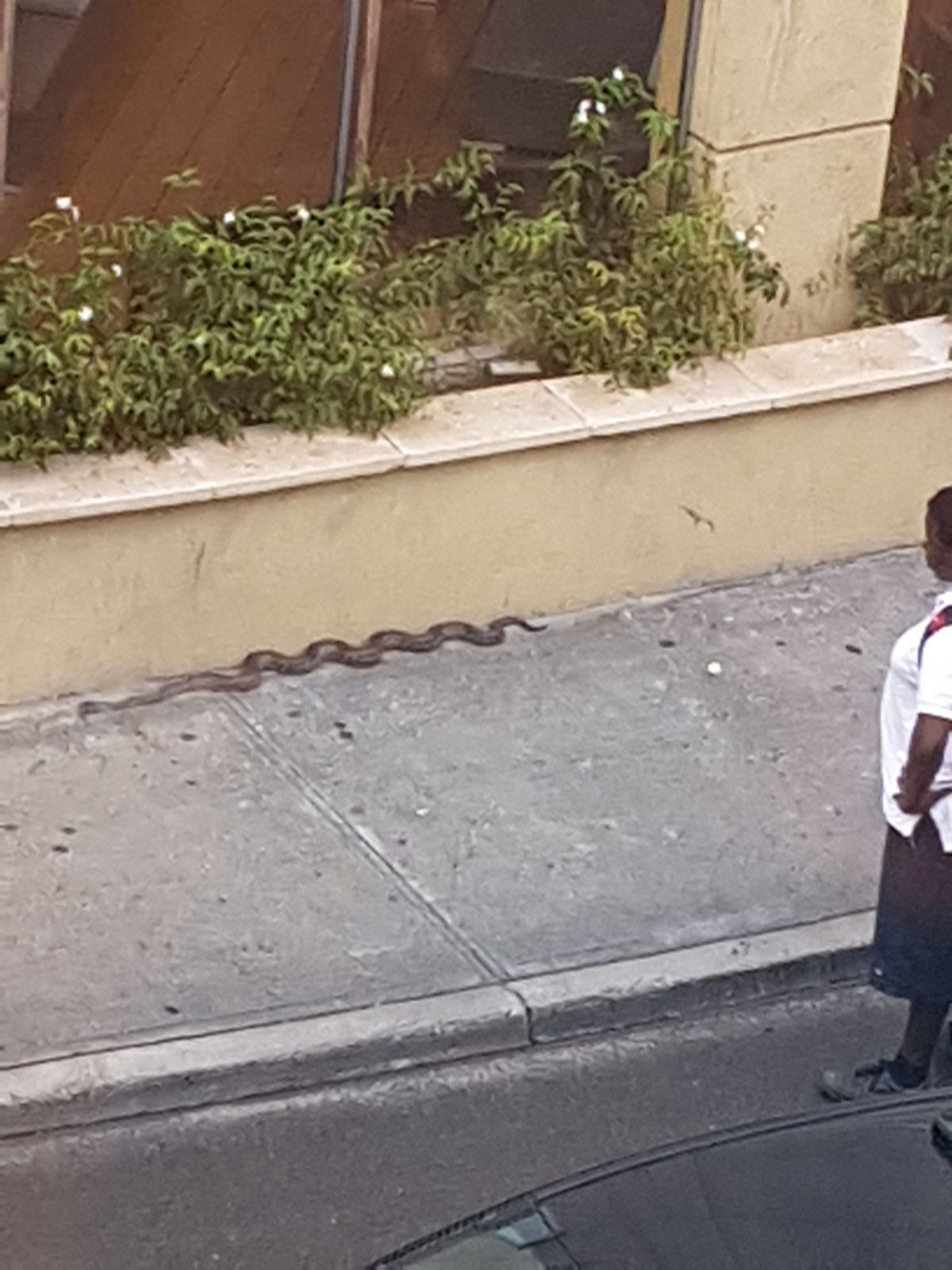 Snake Headed to Parliament? | Bahamaspress.com