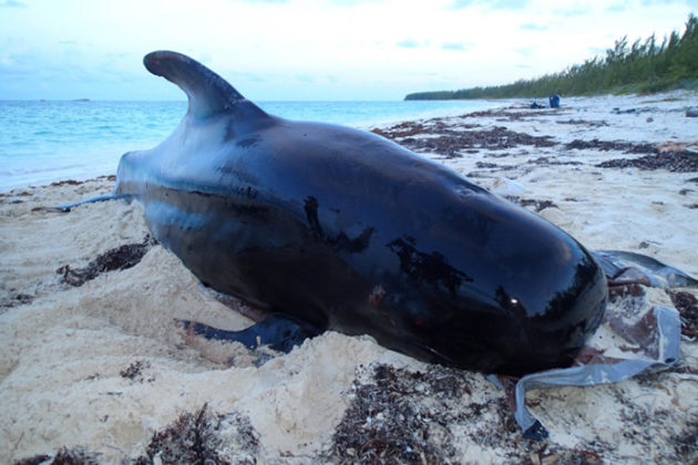 Living whale is cut open in search for ambergris | Bahamaspress.com