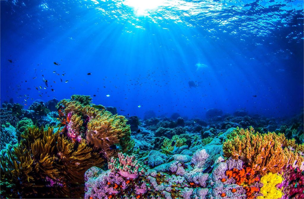 New coral disease outbreak found along Grand Bahama coastline – NOT ONE ...