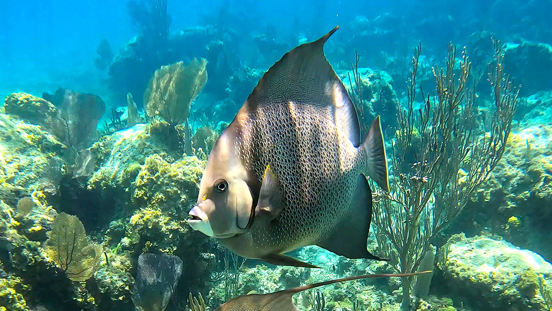 Asian male dies after snorkeling at Athol Island… | Bahamaspress.com