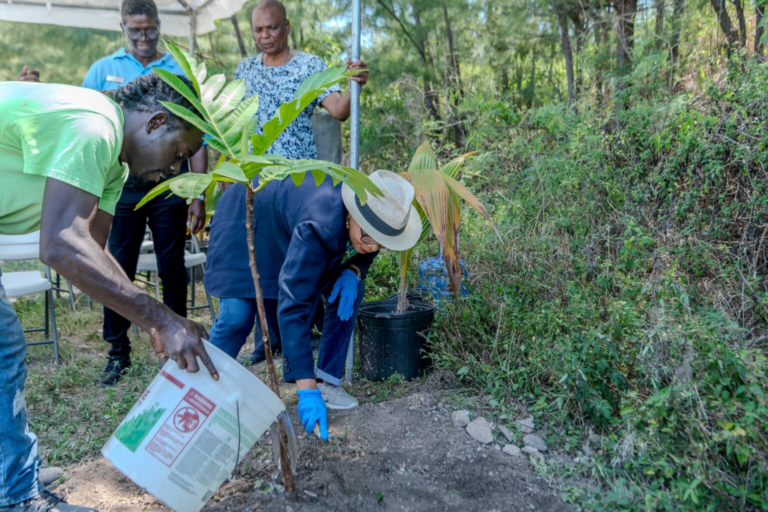 Breadfruit Tree planted at Clifton Heritage Park for ‘Earth Day ...