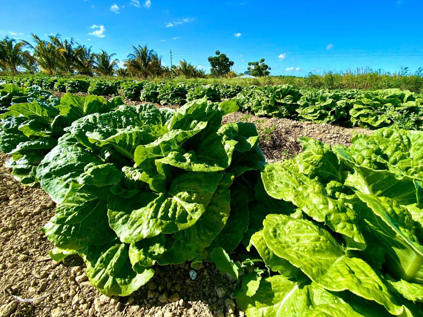 BAMSI FIRE UPDATE… | Bahamaspress.com